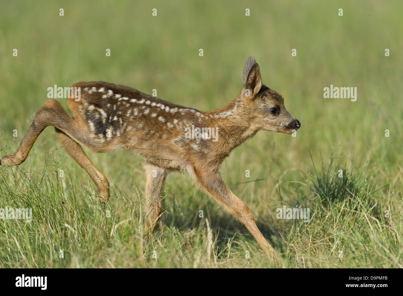 Capreolus capreolus Jungtier Kitz Reh Rehwild Roe Deer Stock Photo - Alamy