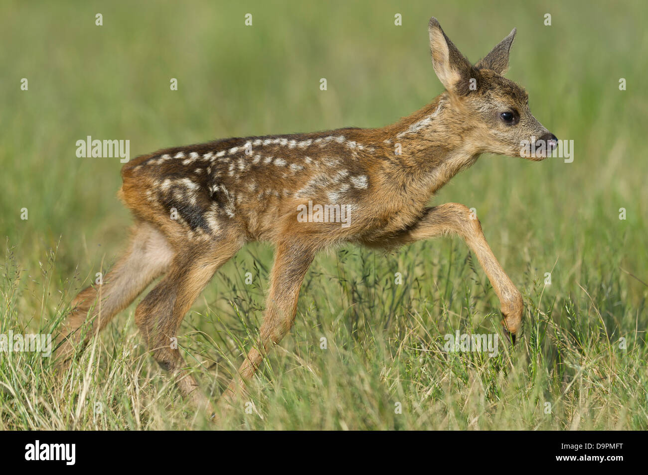 Capreolus capreolus Jungtier Kitz Reh Rehwild Roe Deer Stock Photo - Alamy