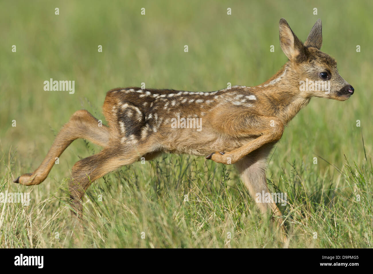 Capreolus capreolus Jungtier Kitz Reh Rehwild Roe Deer Stock Photo - Alamy