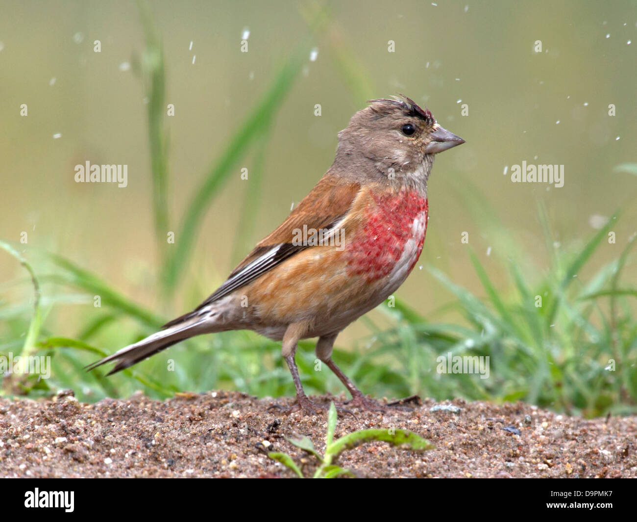 Common breeding birds hi-res stock photography and images - Alamy