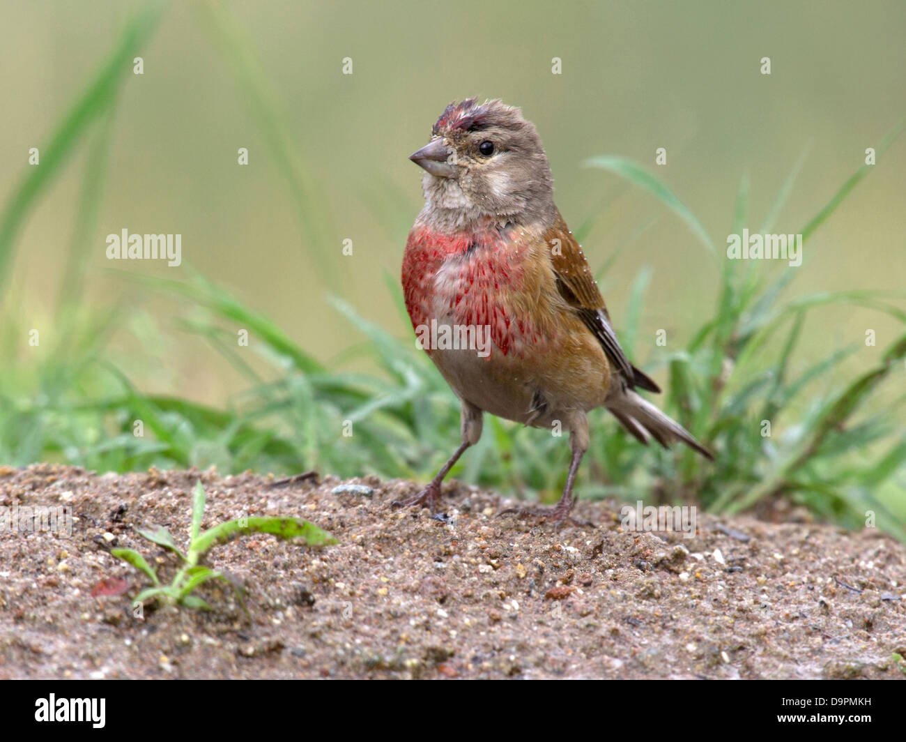Common linnet hi-res stock photography and images - Alamy