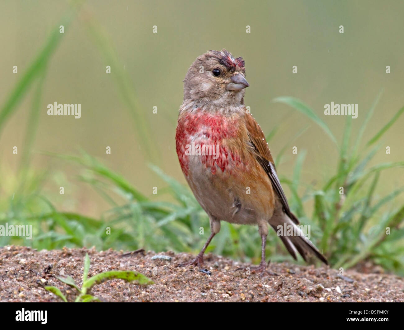 Male common linnet in breeding plumage on ground Stock Photo - Alamy