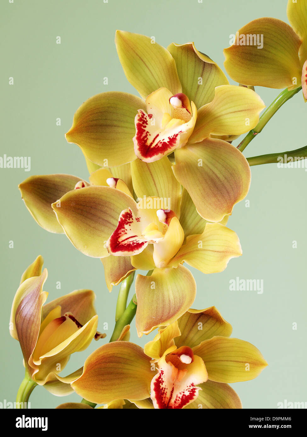 Beautiful Cymbidium Orchid Stock Photo - Alamy