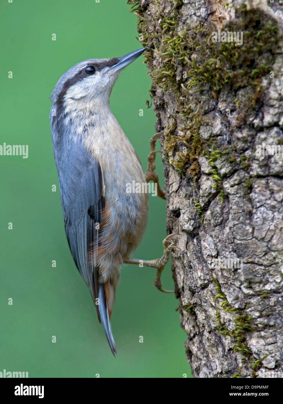 Eurasian nuthatch tree hi-res stock photography and images - Alamy