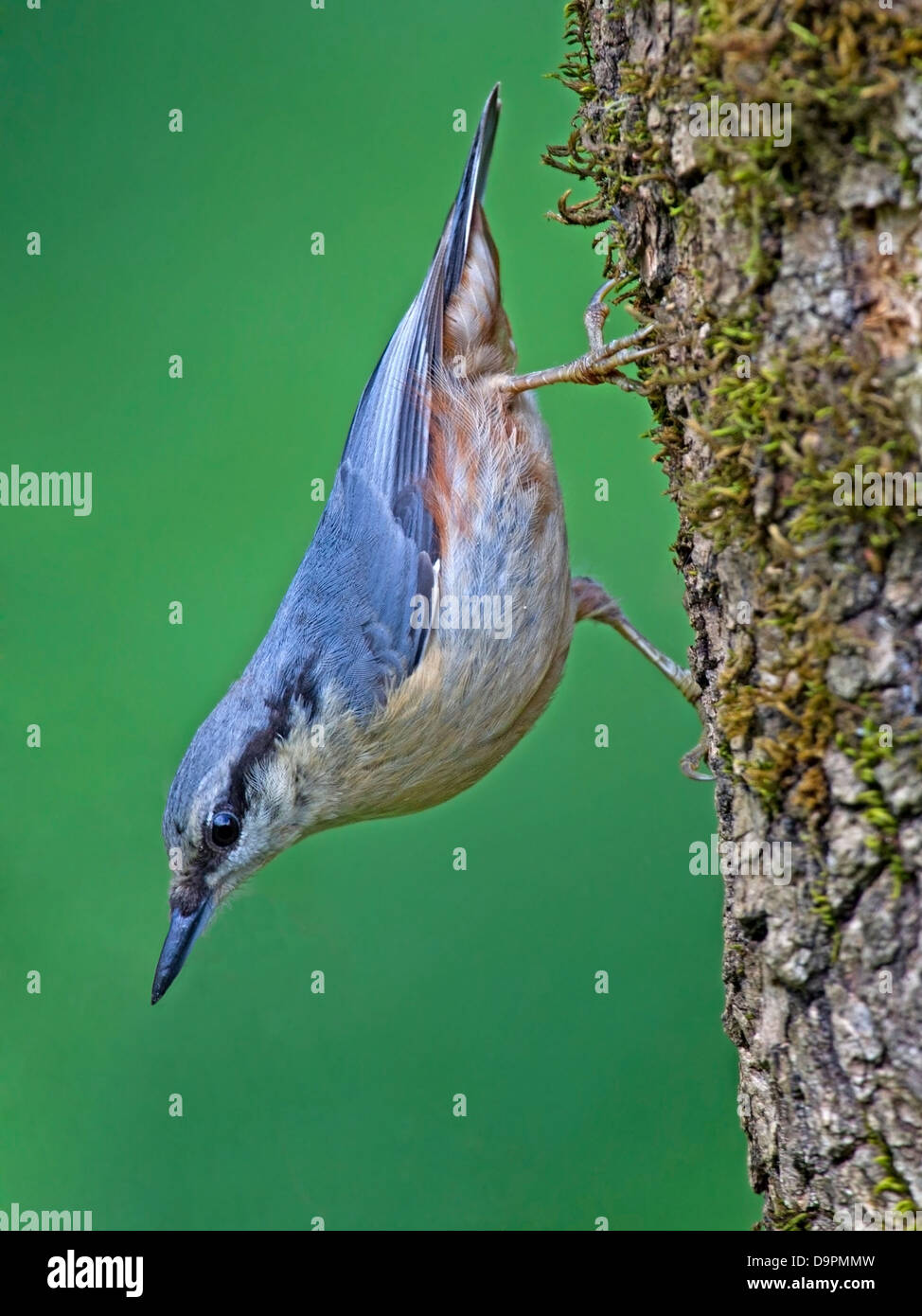 Eurasian nuthatch tree hi-res stock photography and images - Alamy