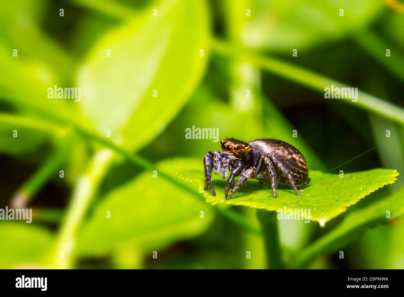 Portrait of a Jumping spider, (Salticus scenicus Stock Photo - Alamy