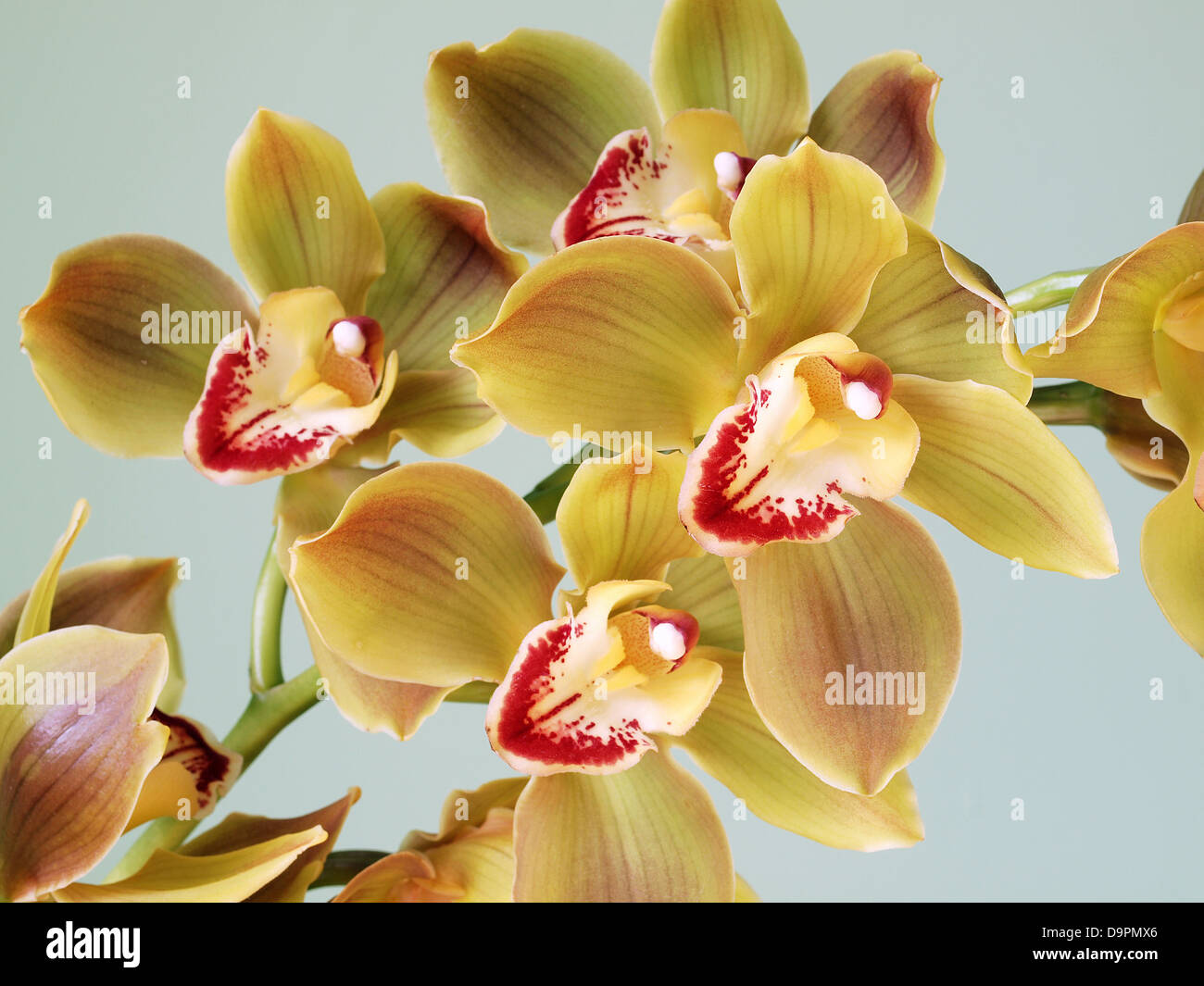 Yellow orchid blossoms cymbidium hi-res stock photography and images ...