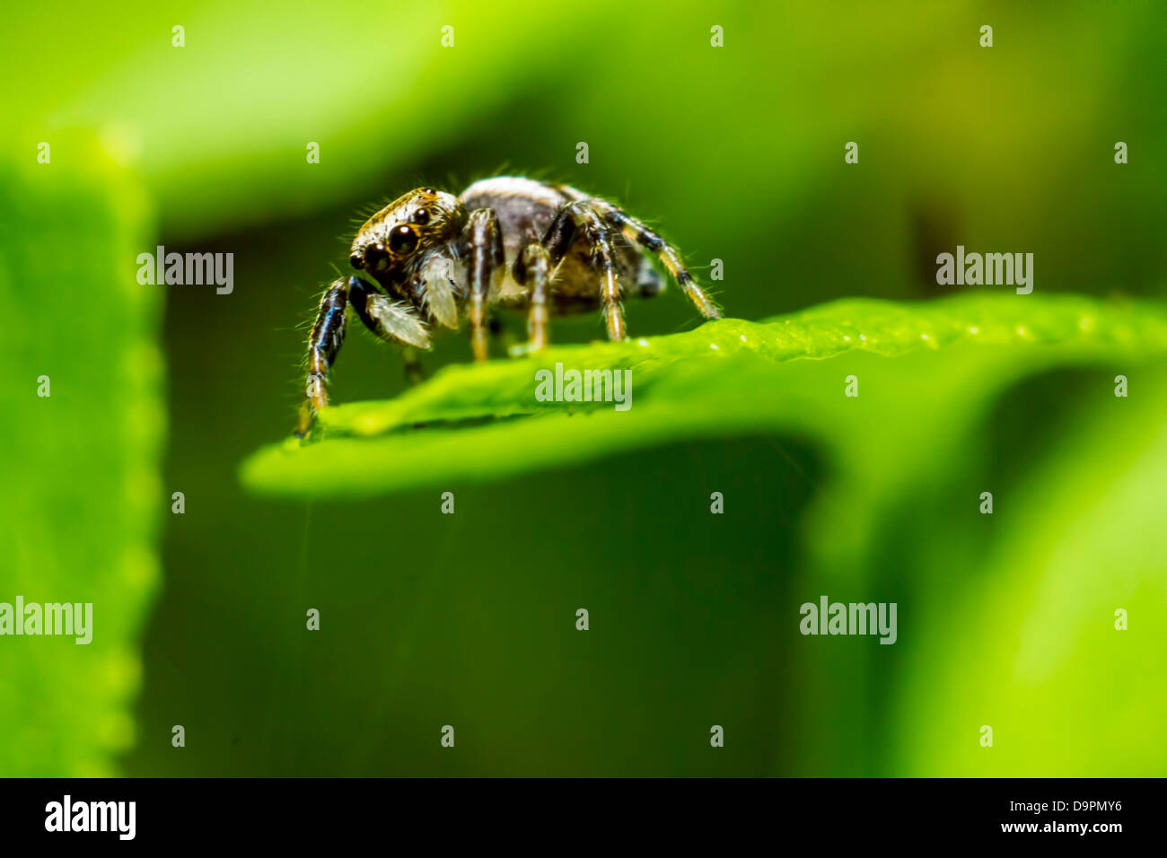 Portrait of a Jumping spider, (Salticus scenicus Stock Photo - Alamy