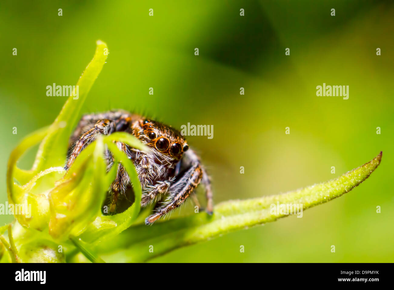 Salticus scenicus fly hi-res stock photography and images - Alamy