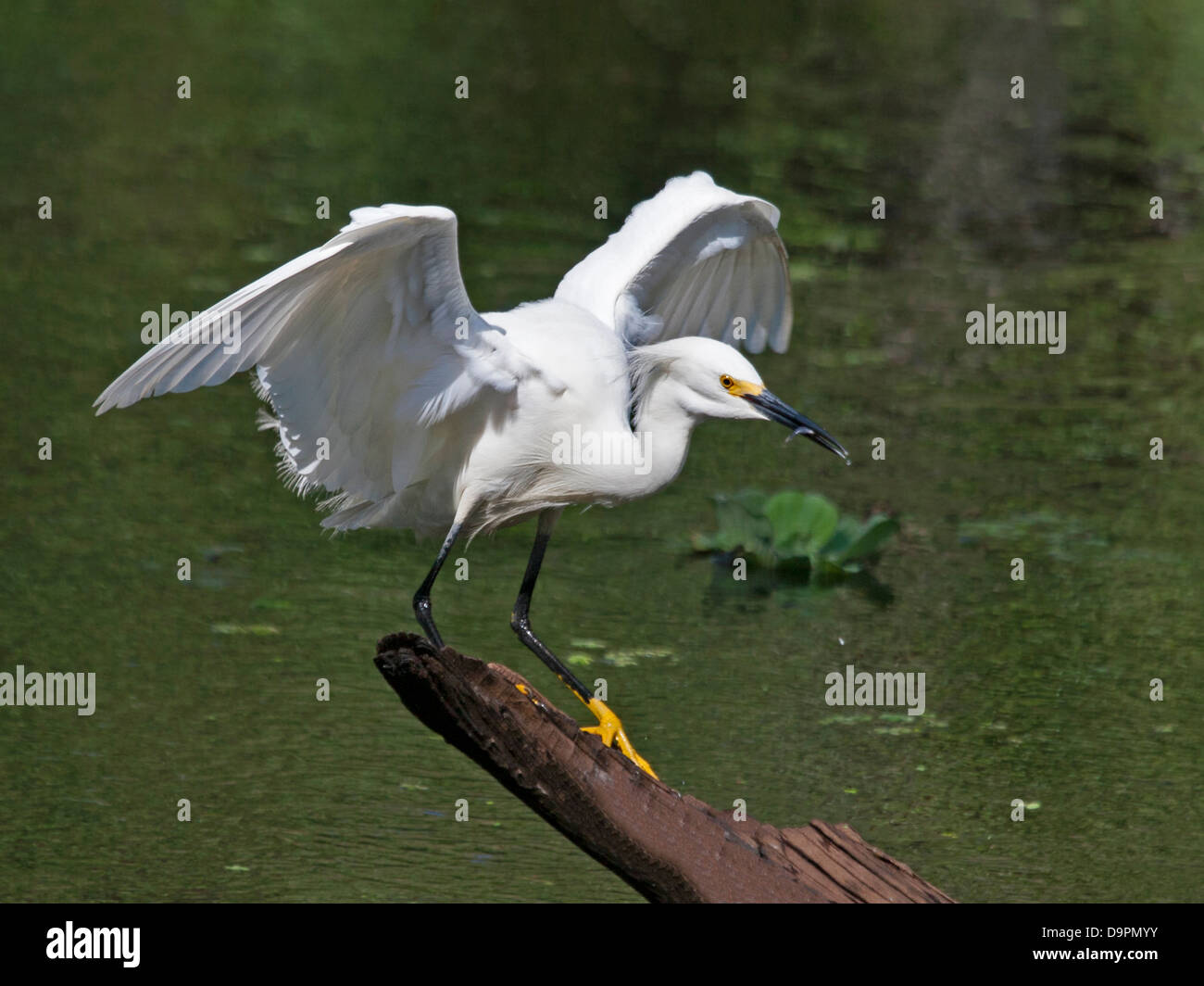 Snowy egret, wings spread with fish Stock Photo - Alamy