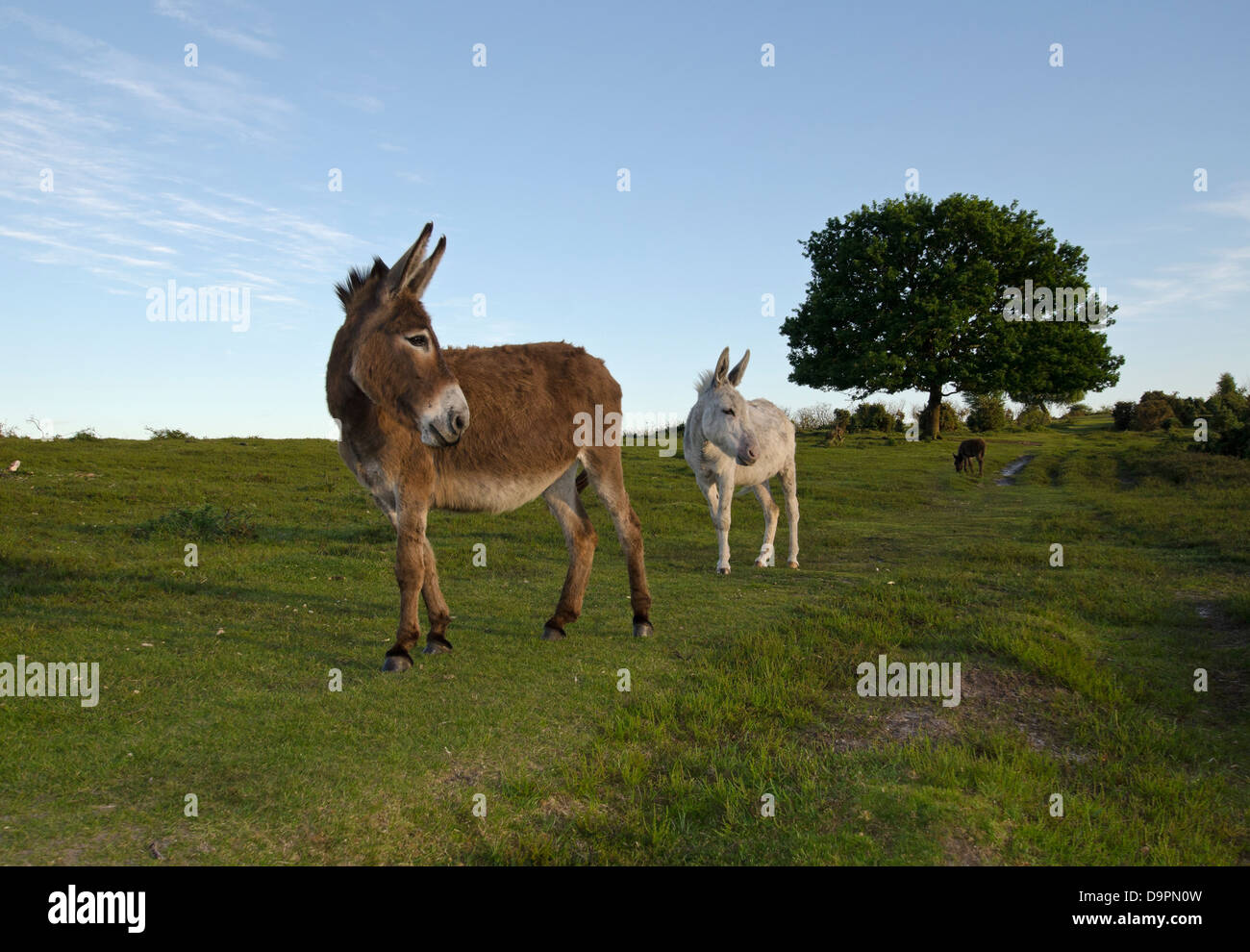 Donkeys new forest national park hi-res stock photography and images ...