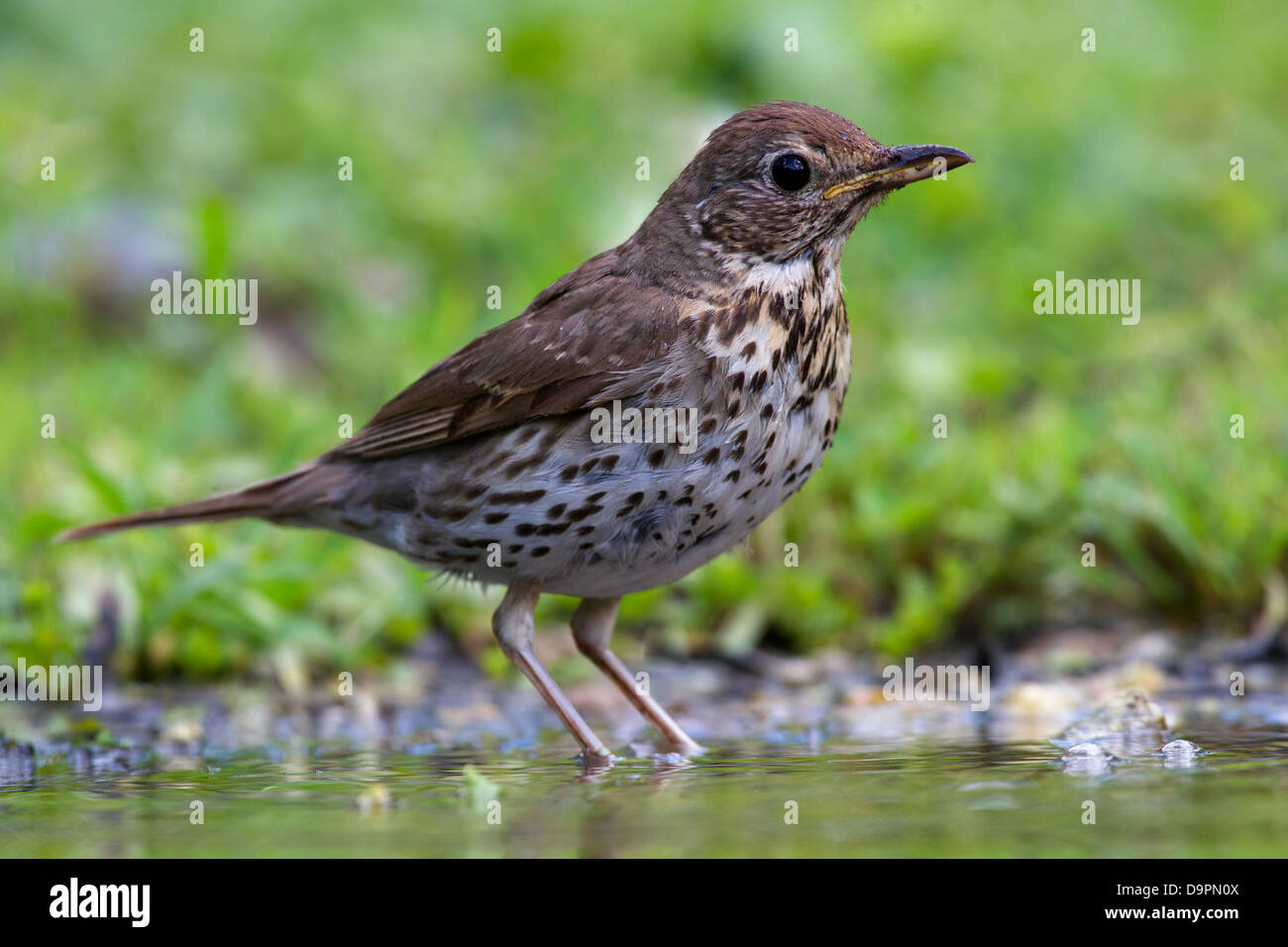Thrush england hi-res stock photography and images - Alamy