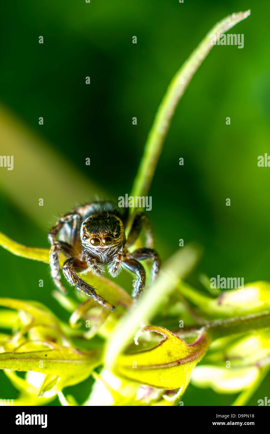 Portrait of a Jumping spider, (Salticus scenicus Stock Photo - Alamy
