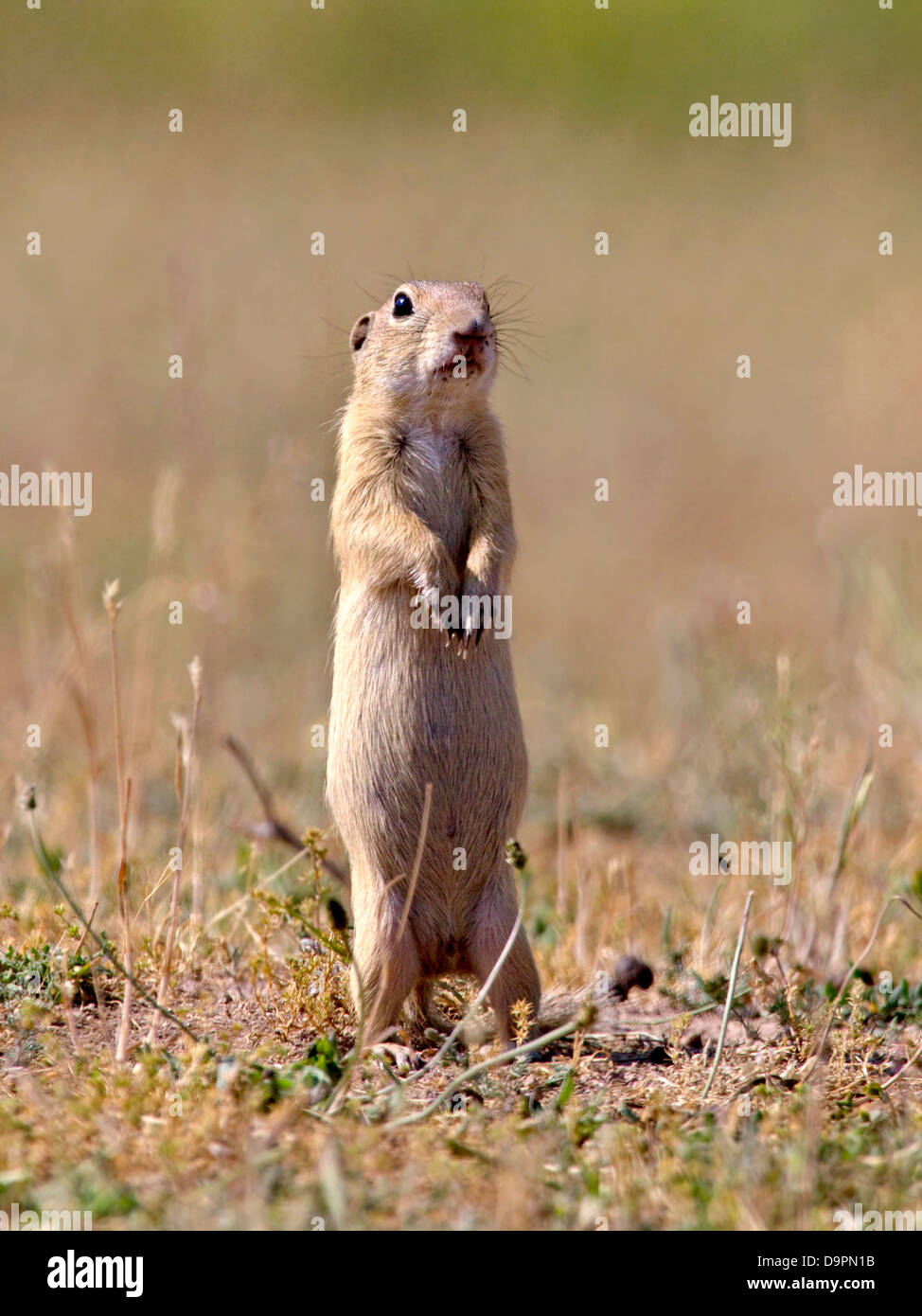European souslik standing upright Stock Photo - Alamy