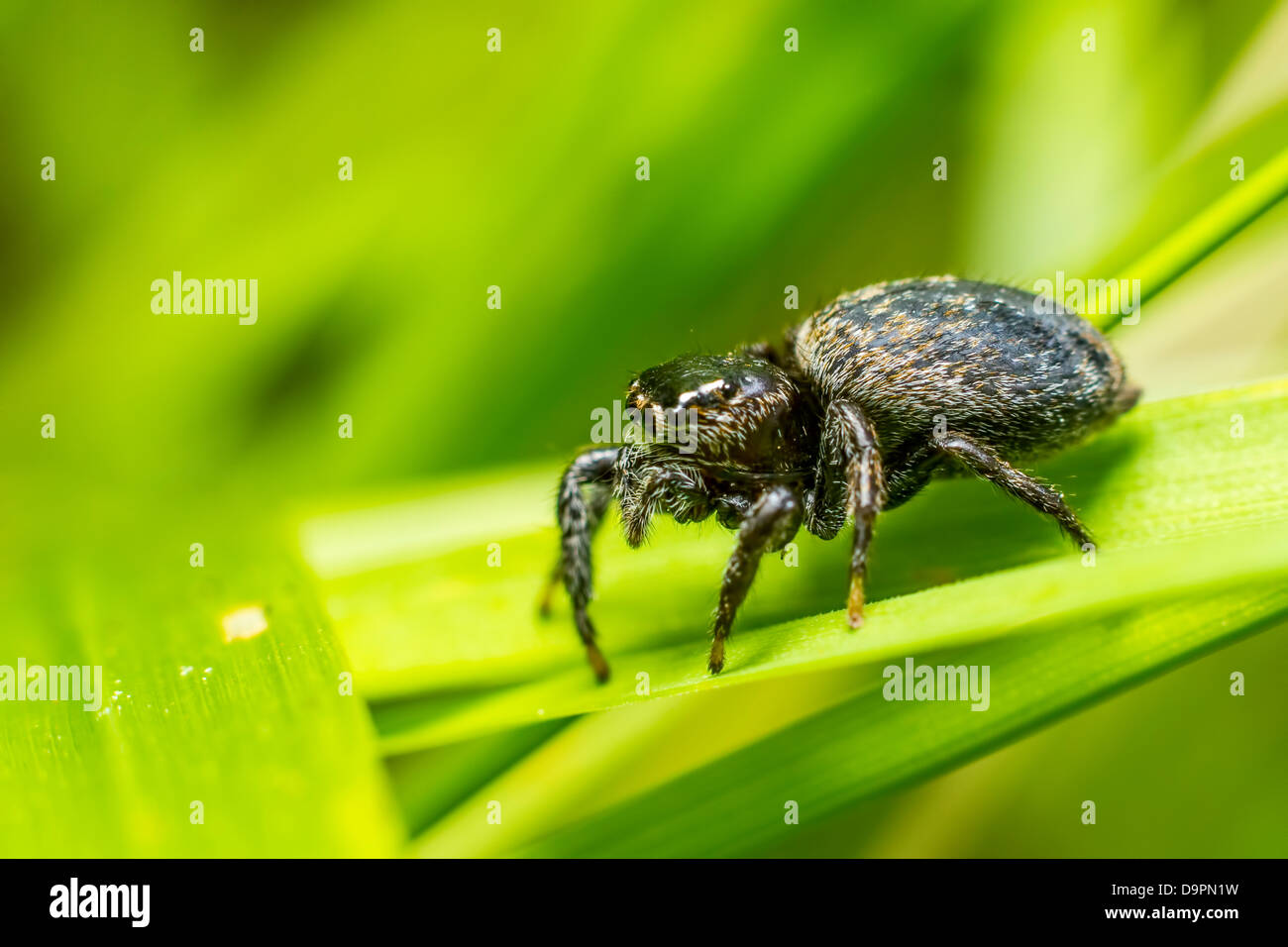 Portrait of a Jumping spider, (Salticus scenicus Stock Photo - Alamy