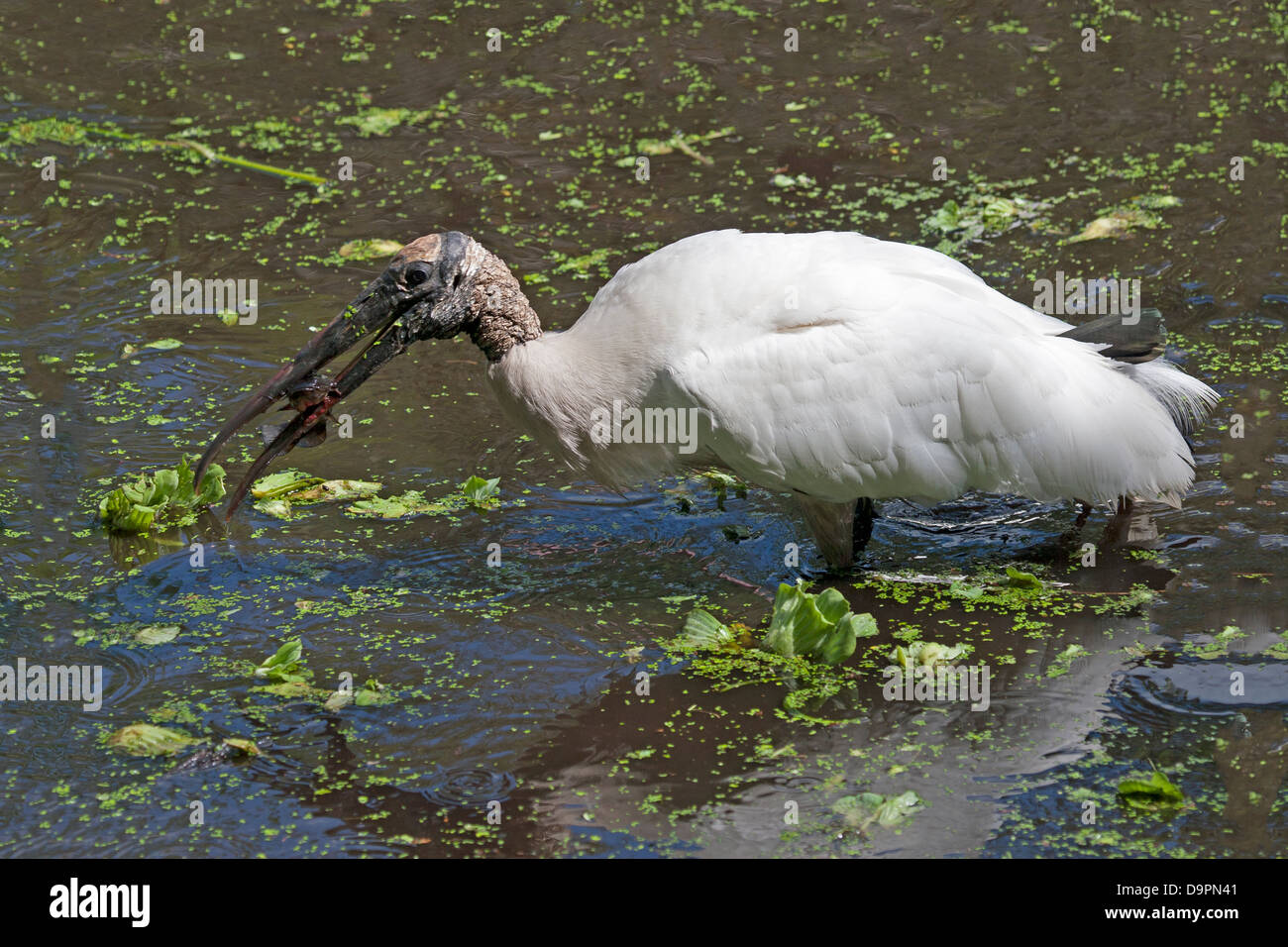 Wood stork catching fish in lake Stock Photo - Alamy