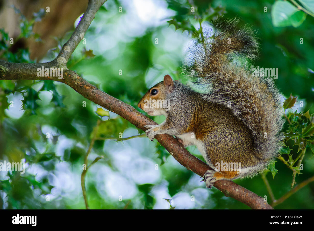 Squirrel in a tree in the New Forest Stock Photo - Alamy