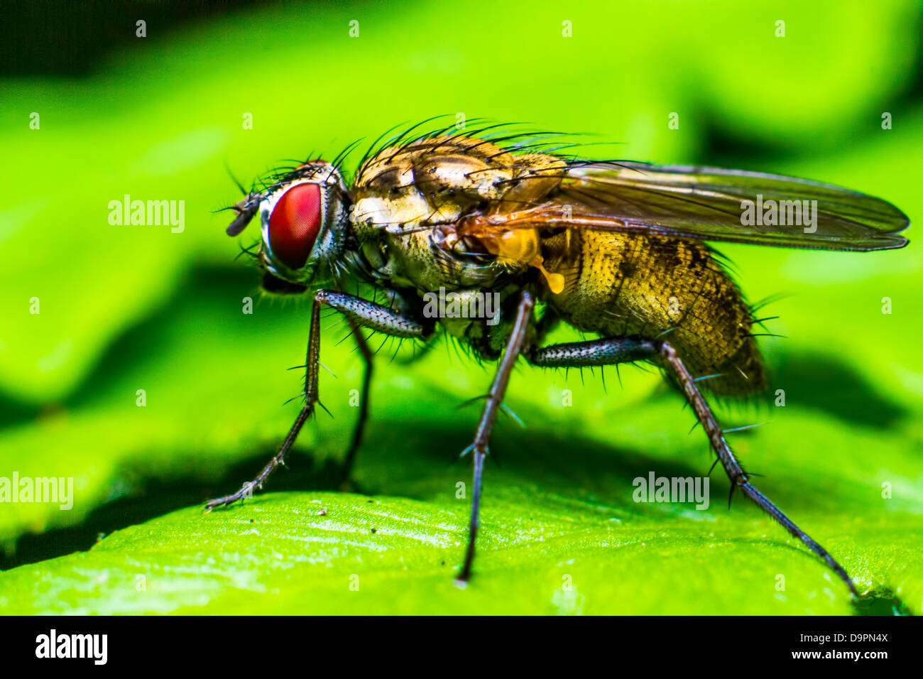 Portrait of a Fly Stock Photo - Alamy