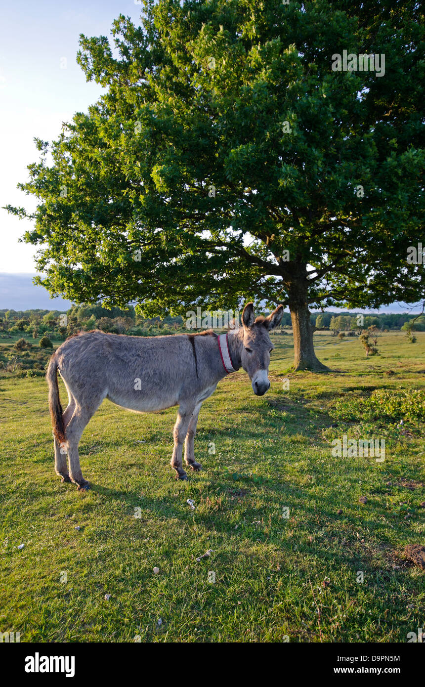 Donkeys new forest national park hi-res stock photography and images ...