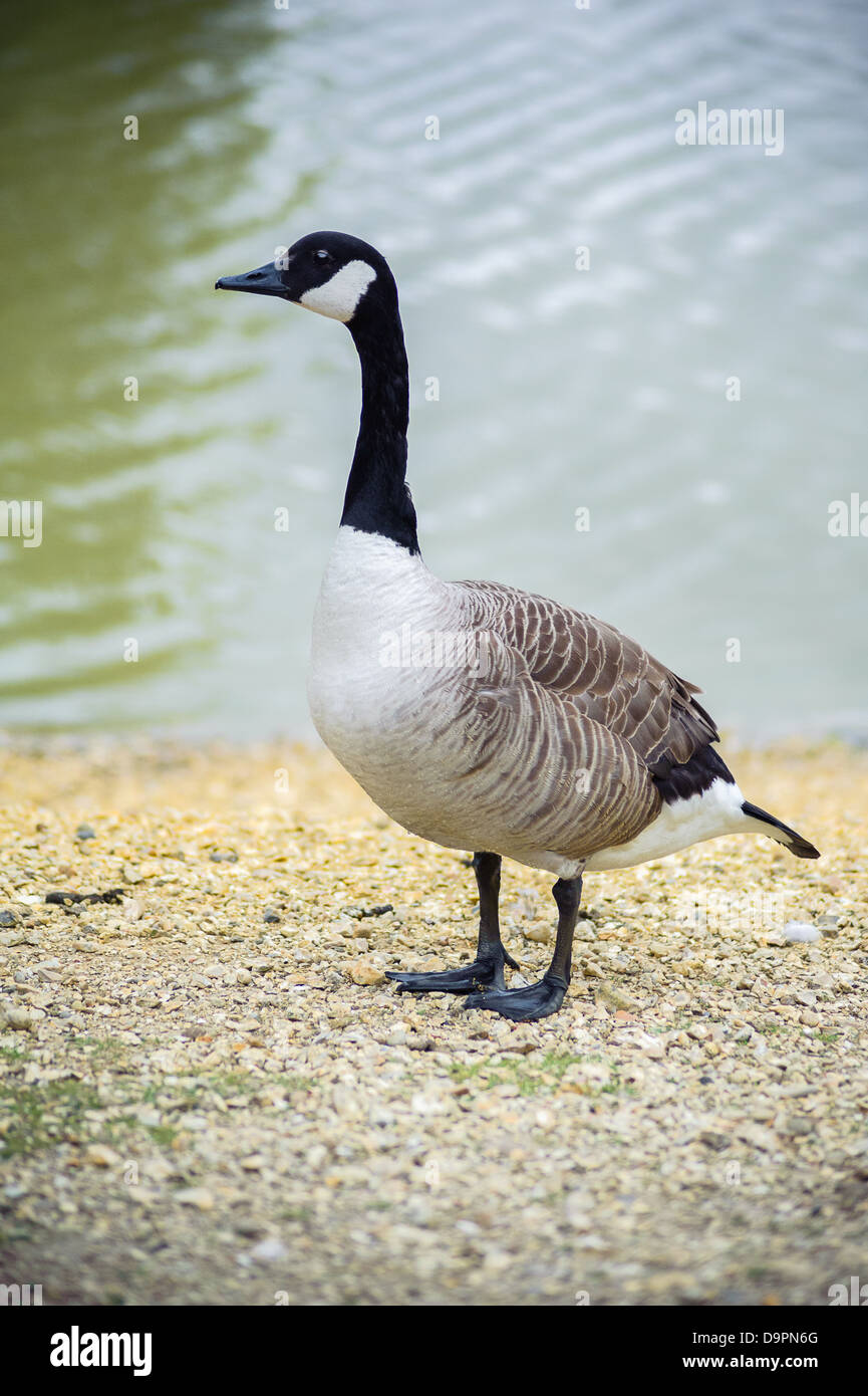 Canada goose portrait Stock Photo - Alamy
