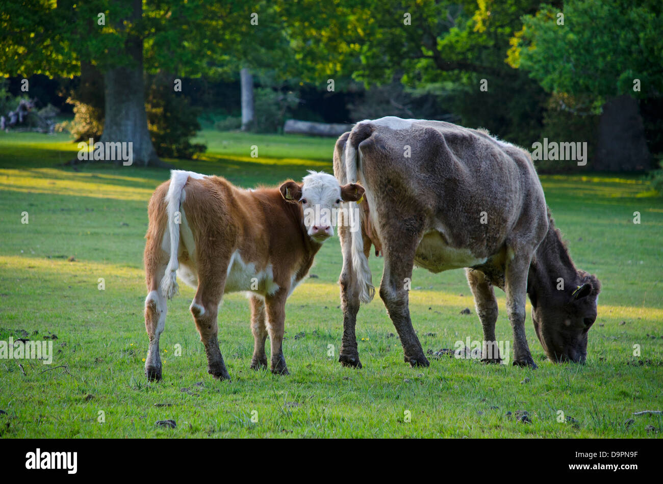 cow and calf new forest Stock Photo - Alamy
