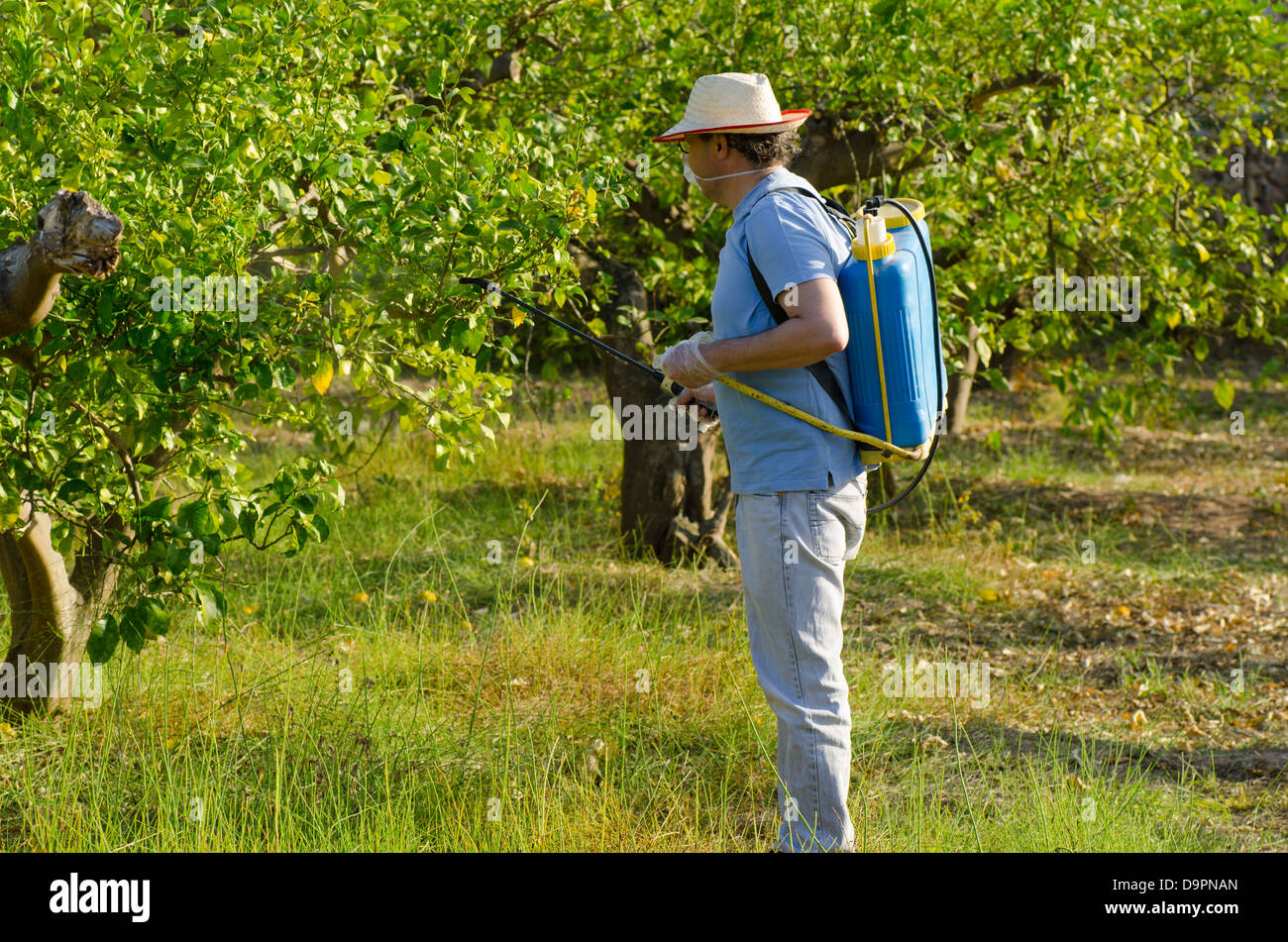 Agricultural worker spraying a lemon field with pesticide Stock Photo ...