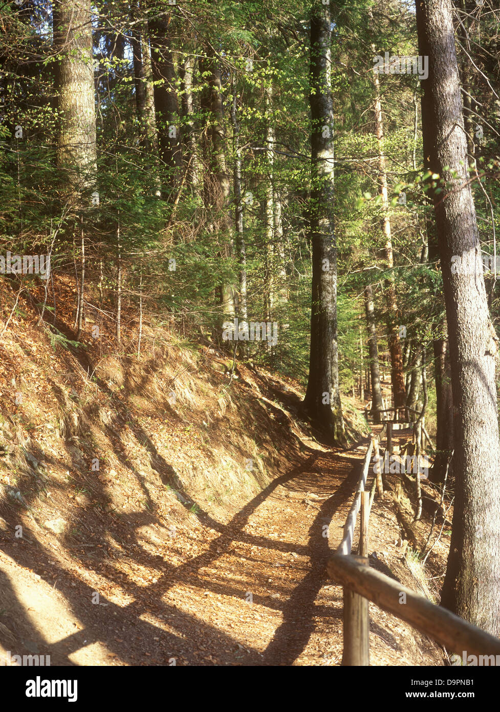 The path in the mountain forest Stock Photo - Alamy