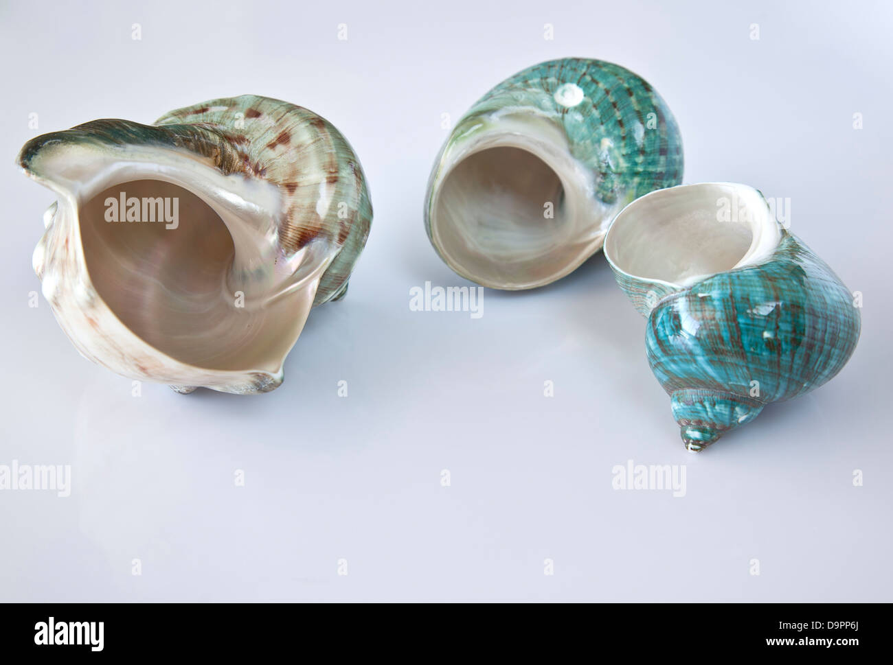 Pearl turbo shell hi-res stock photography and images - Alamy