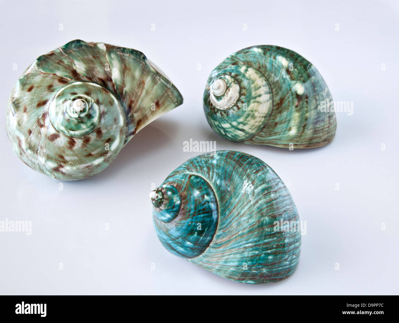 Pearl turbo shell hi-res stock photography and images - Alamy