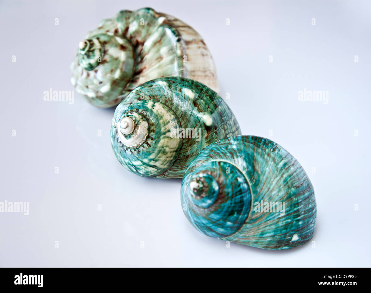 Three kinds of shells Stock Photo - Alamy