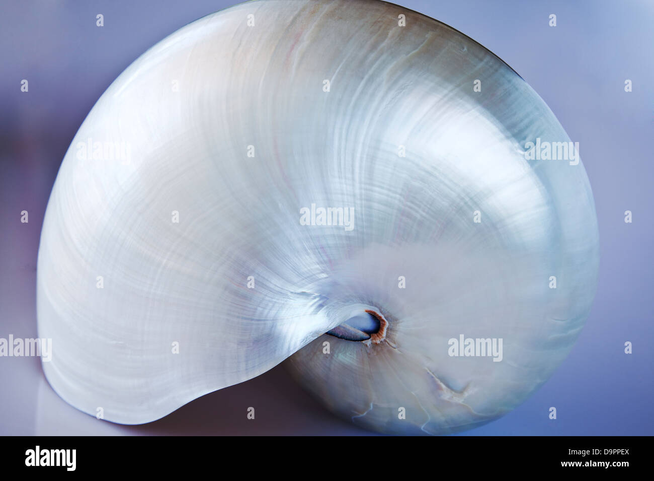 Nautilus shell in blue background Stock Photo - Alamy