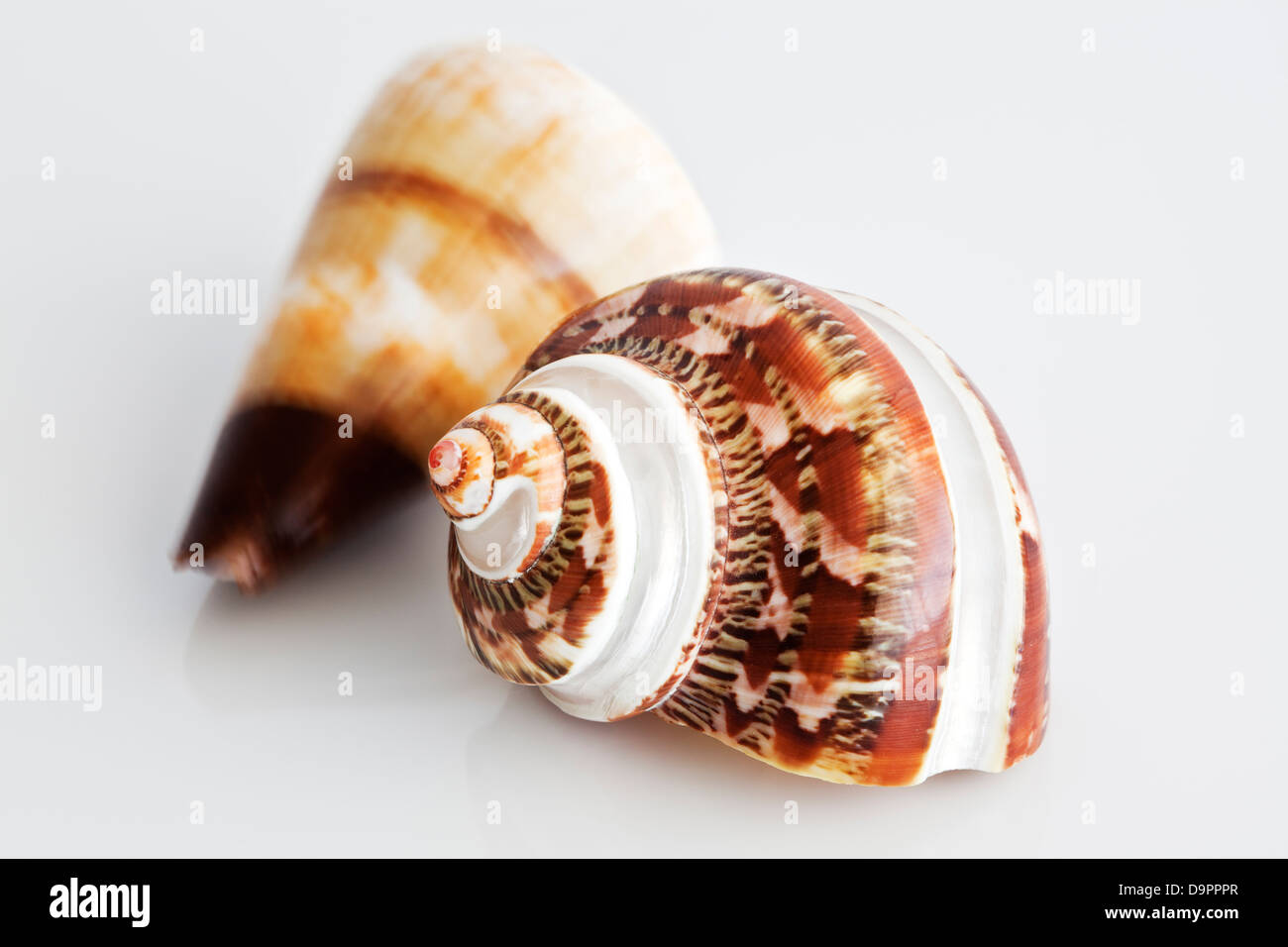 Pearl turbo shell hi-res stock photography and images - Alamy