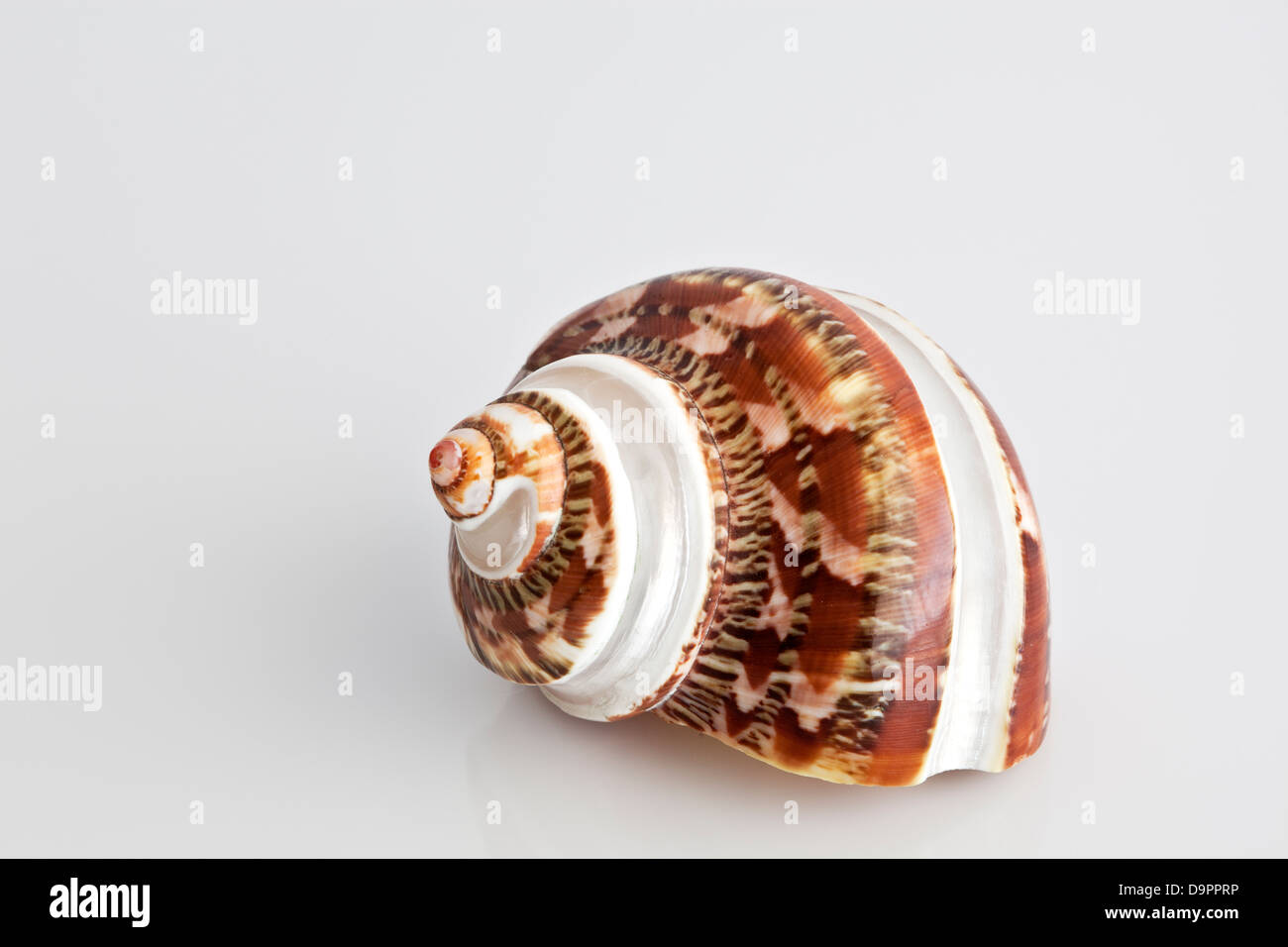 Turbo petholatus shell Stock Photo - Alamy