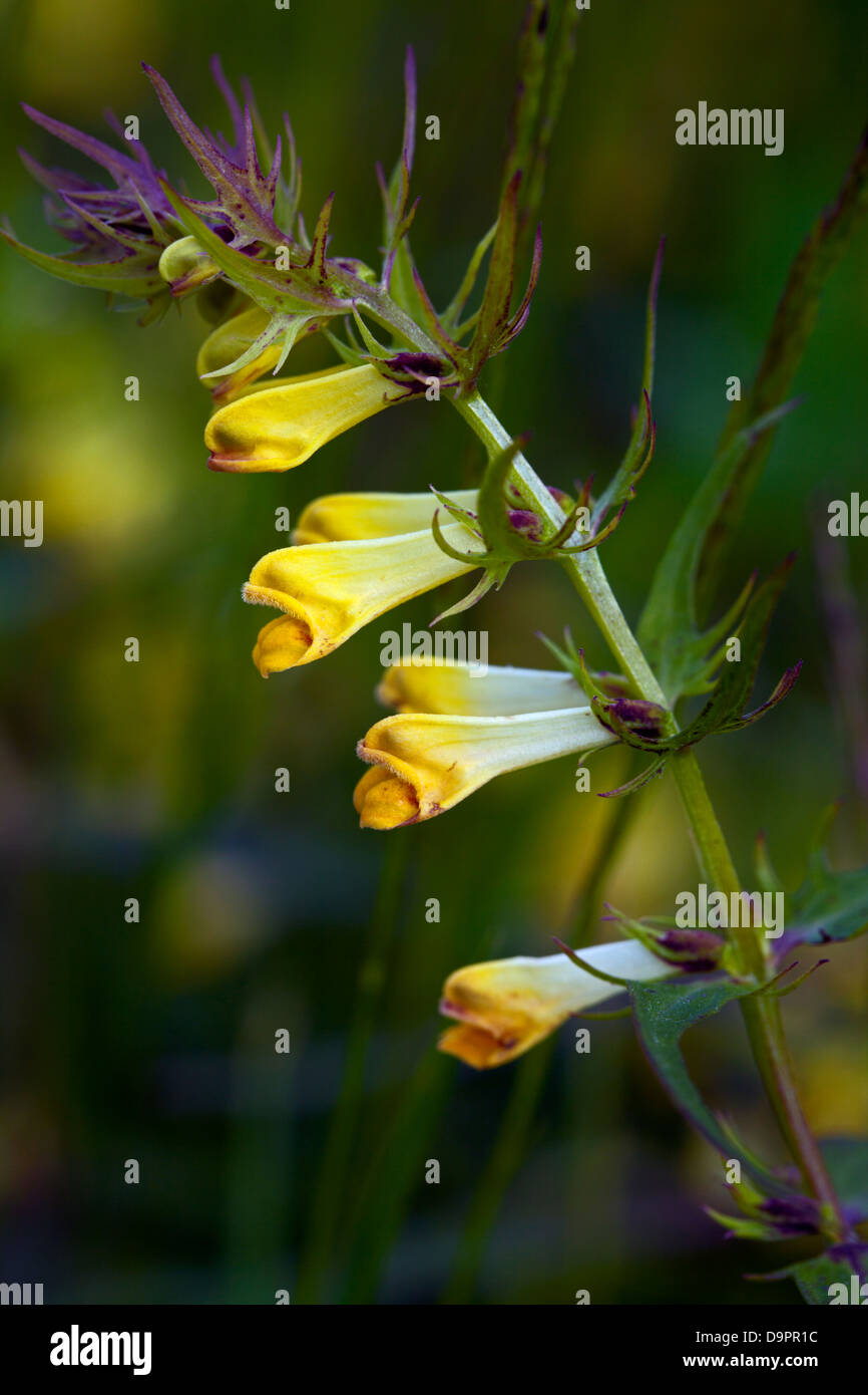 Melampyrum pratense hi-res stock photography and images - Alamy