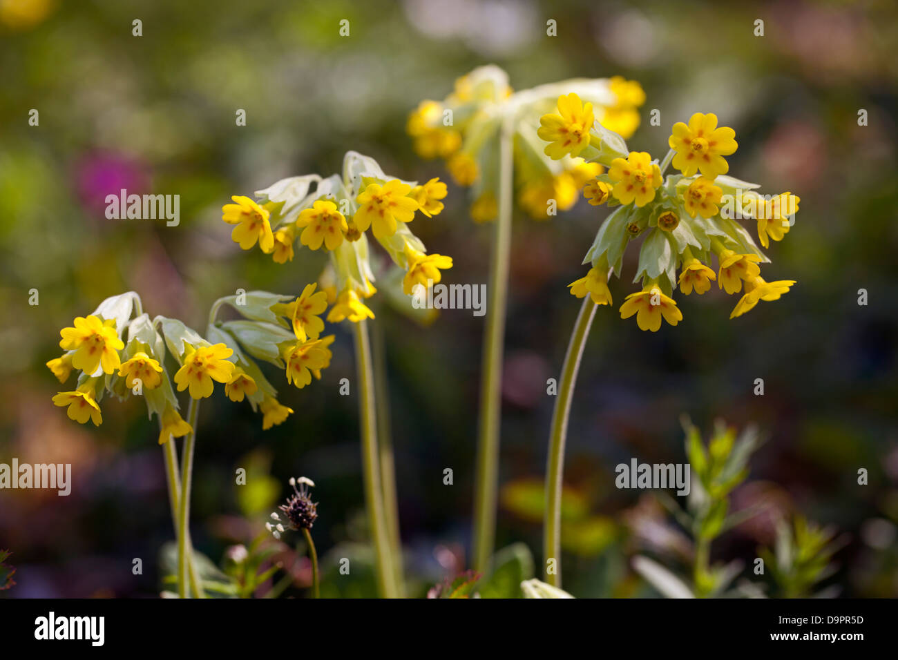 Cowslip leaves hi-res stock photography and images - Alamy