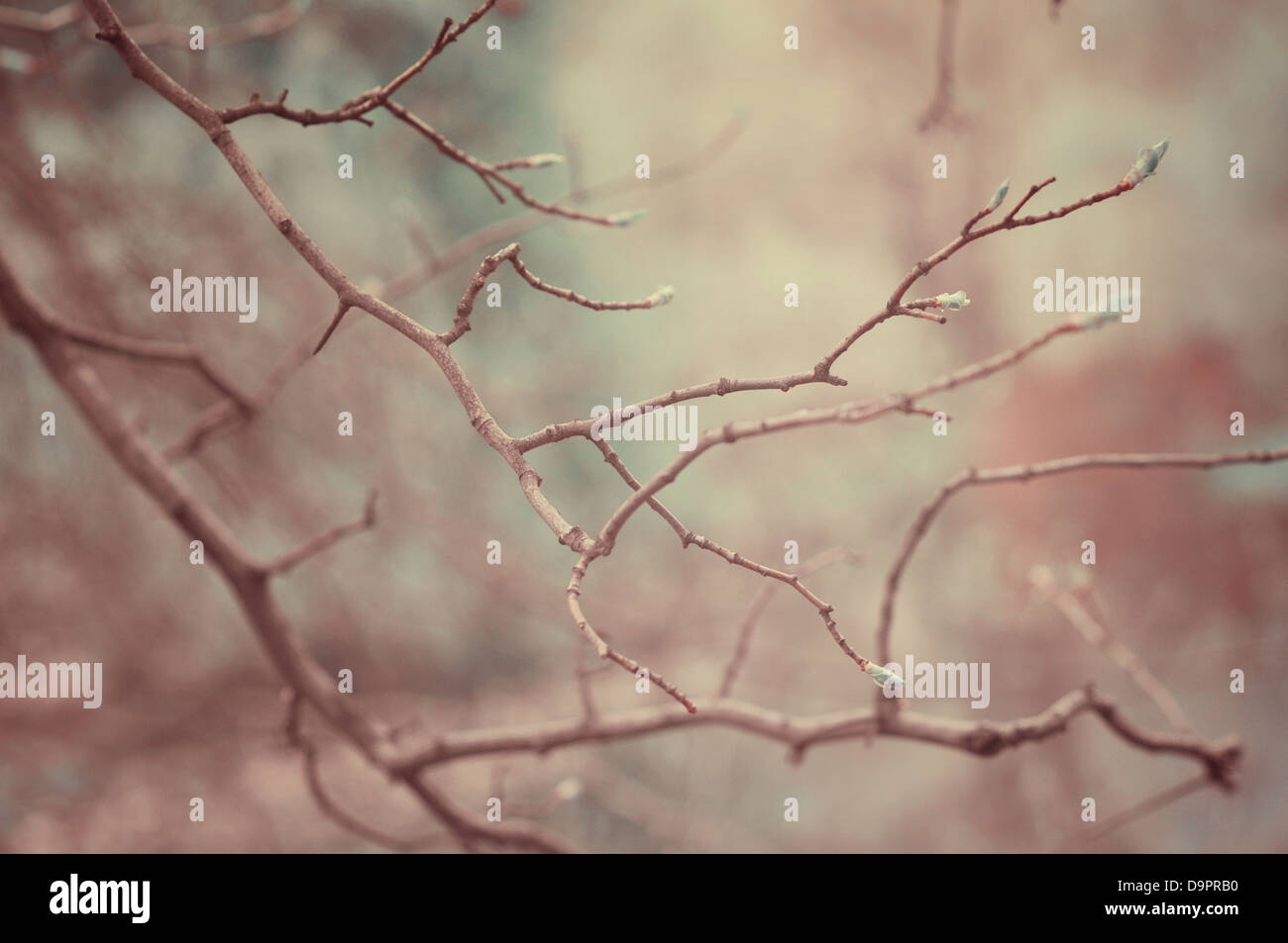 Little buds hi-res stock photography and images - Alamy