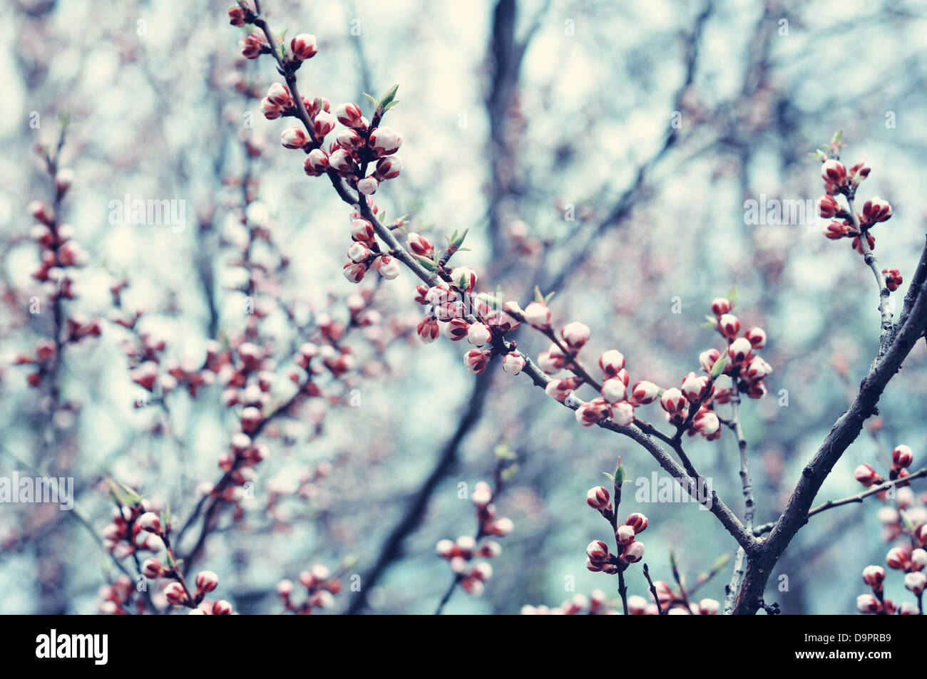 branches of cherry blossoms in the spring garden Stock Photo - Alamy