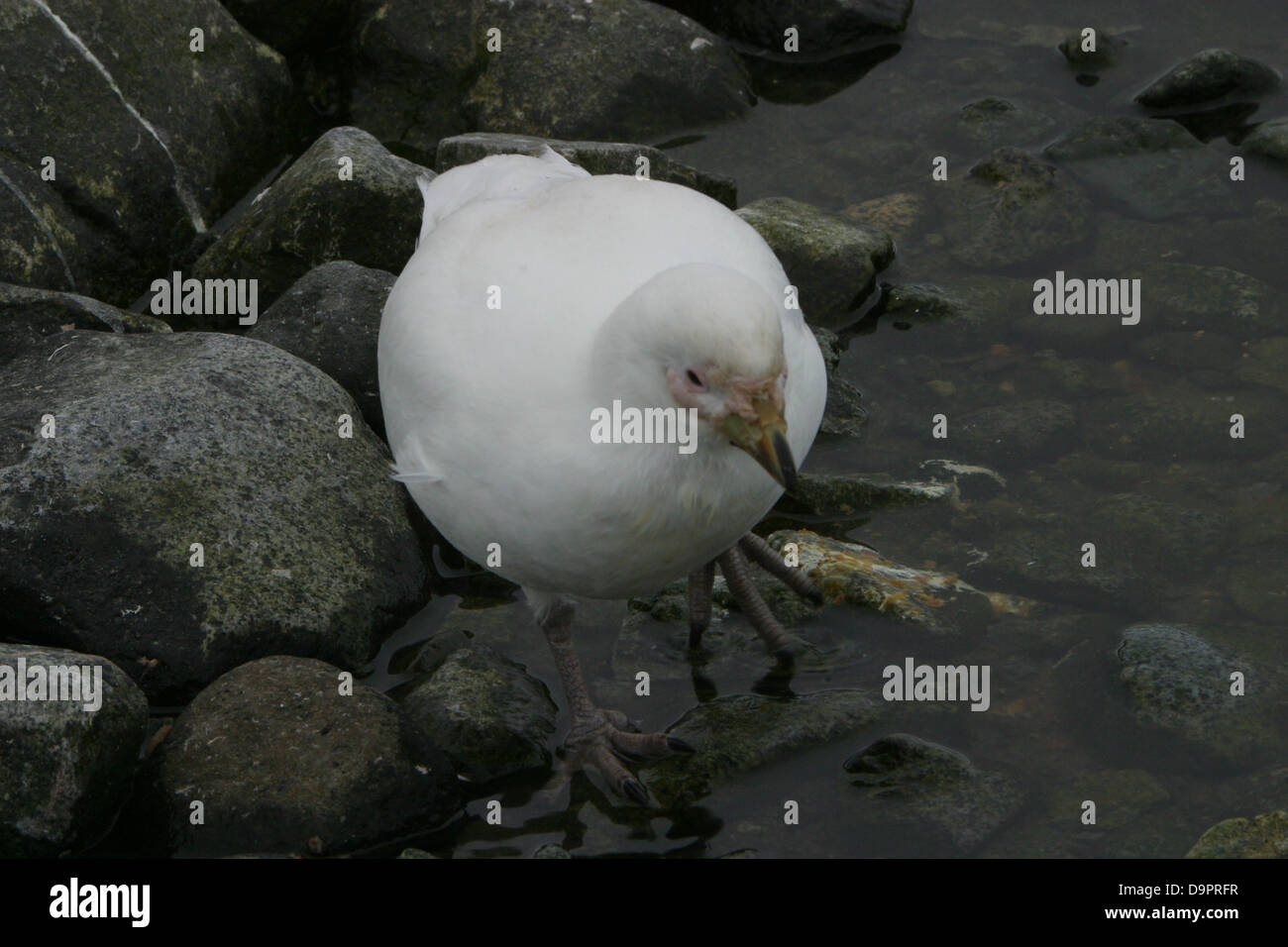 Snowy Sheathbill is common throughout Antarctica Stock Photo - Alamy