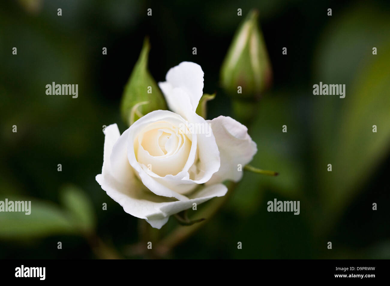Climbing Rose 'Iceberg' in the garden Stock Photo - Alamy