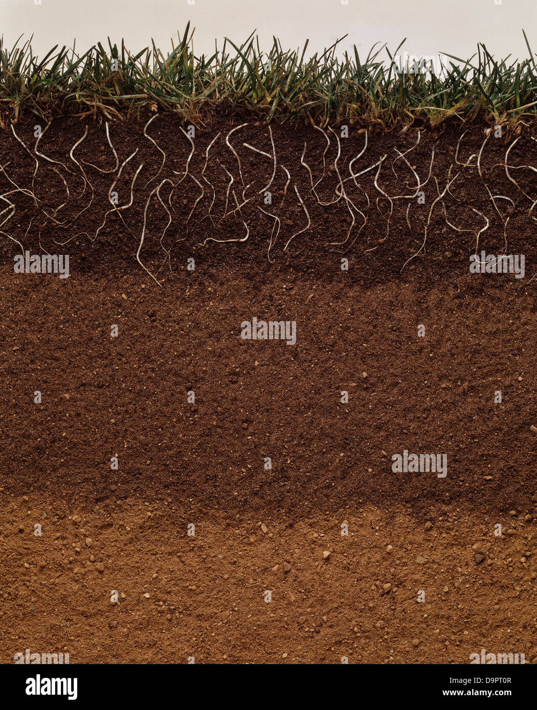 Green grass, seed, root, levels underground view Stock Photo - Alamy