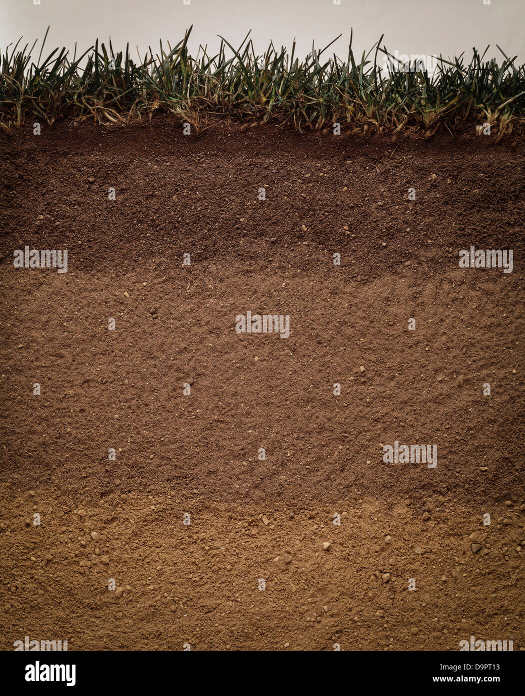 Green grass, seed, root, levels underground view Stock Photo - Alamy