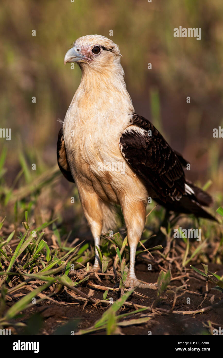 A Yellow-headed Caracara, Milvago chimachima, from Costa Rica, in a ...
