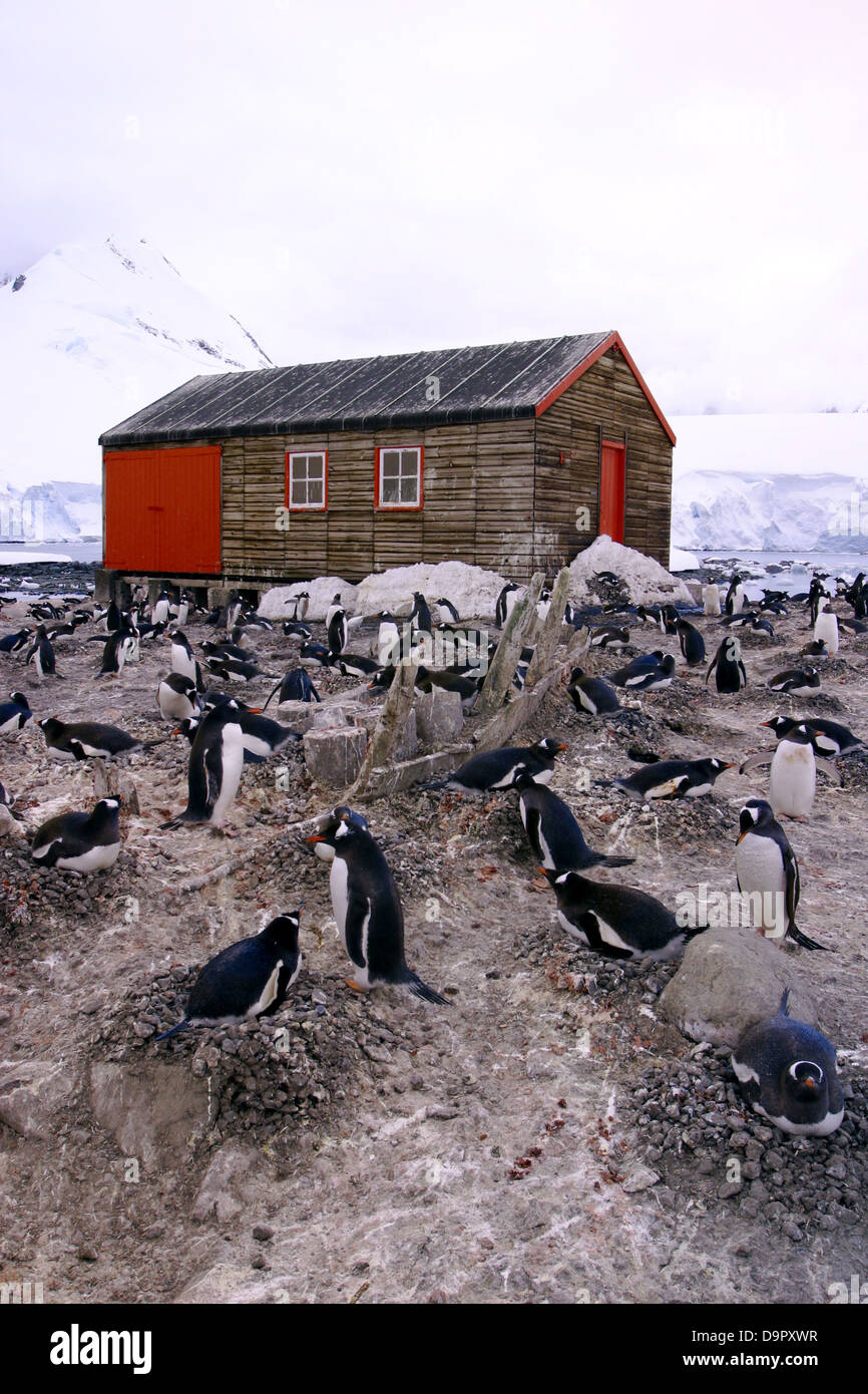 Gentoo penguin rookery at Port Lockroy, Britain's first permanent ...