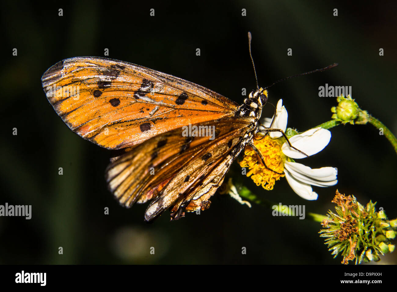 Butterfly in yellow colors hi-res stock photography and images - Alamy