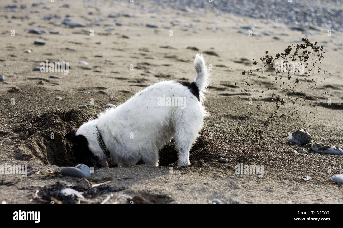 Black and white Jack Russell Terrier dog digging a hole on the beach ...