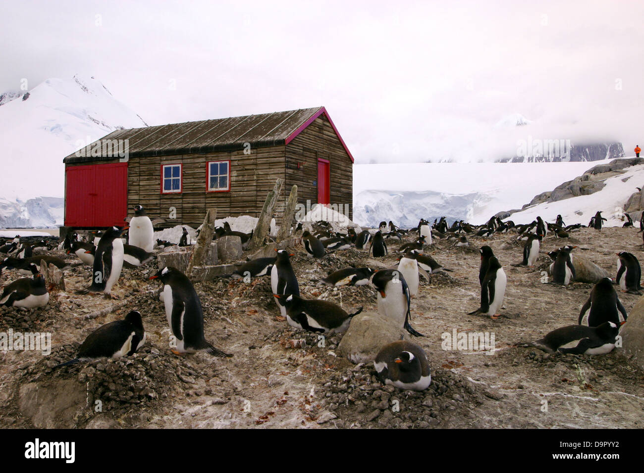 Gentoo penguin rookery at Port Lockroy, Britain's first permanent ...