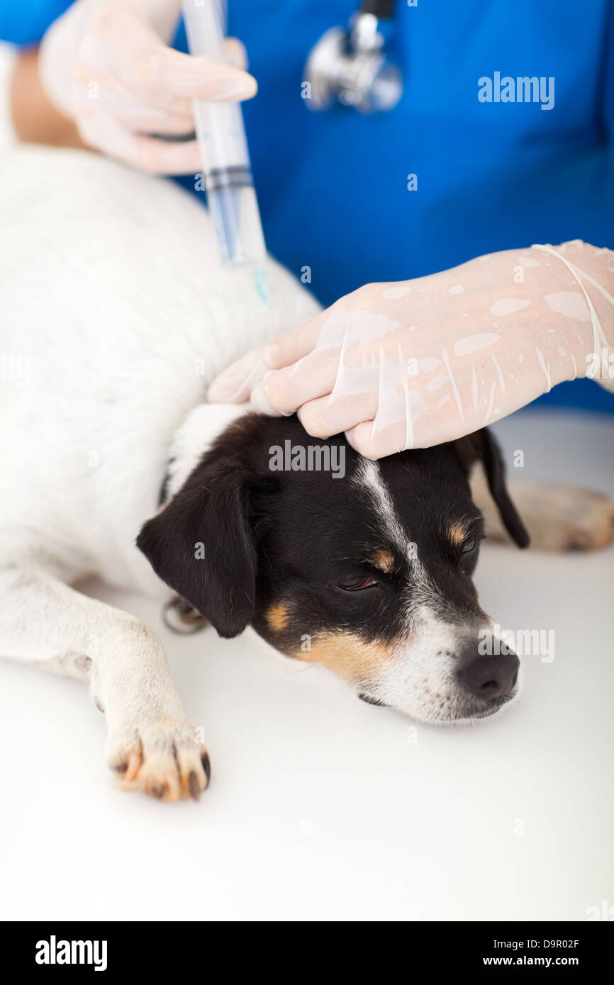 vet nurse injecting dog neck Stock Photo - Alamy