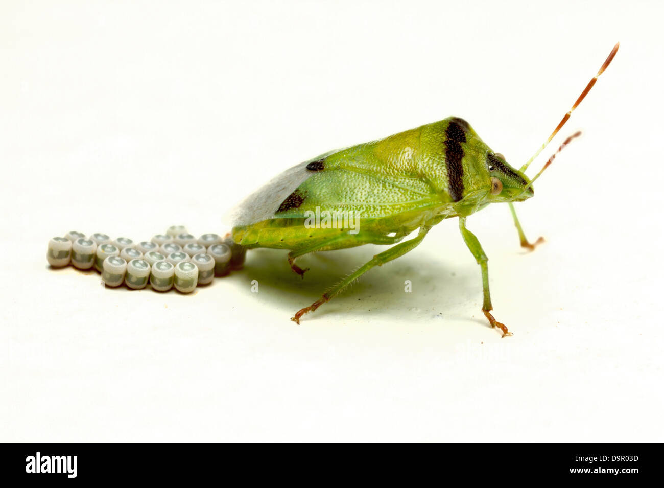 The exact moment a female of shield bug is oviposting his eggs Stock ...