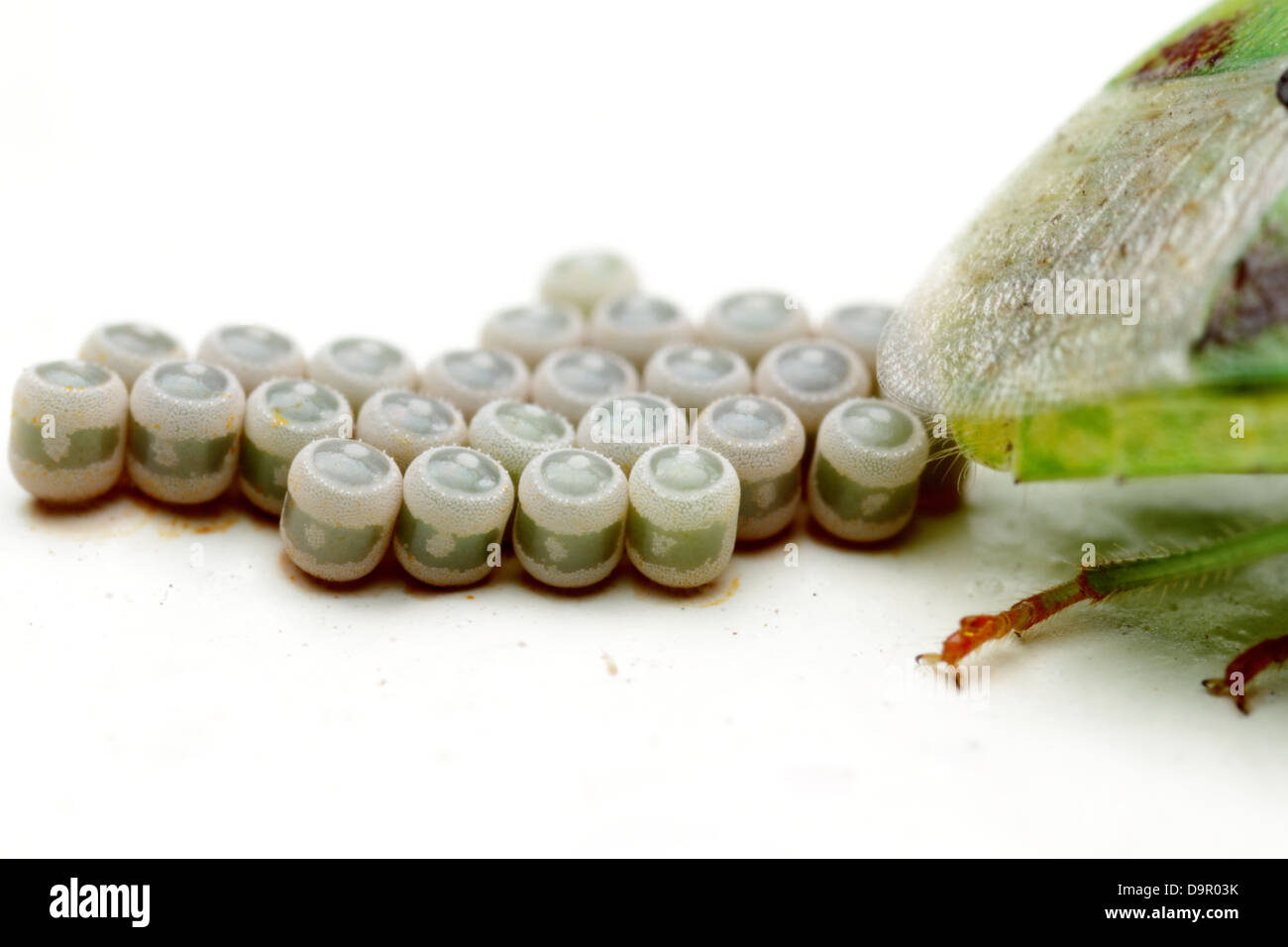 Egg lay insect hi-res stock photography and images - Alamy