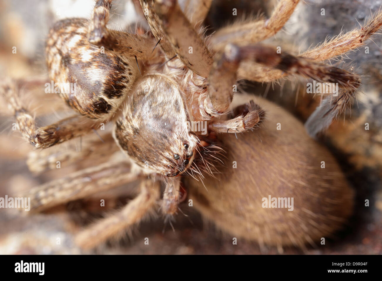 Two spiders in process of mating Stock Photo - Alamy